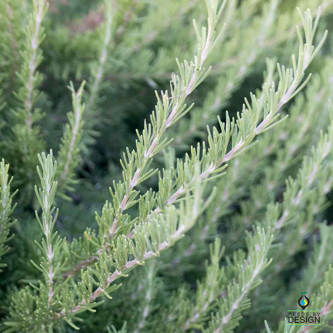 Rosemary – SeedsbyDesign.com