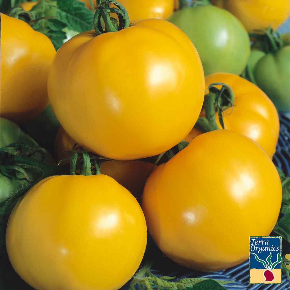Tomato - Yellow Perfection (Organic) – SeedsbyDesign.com