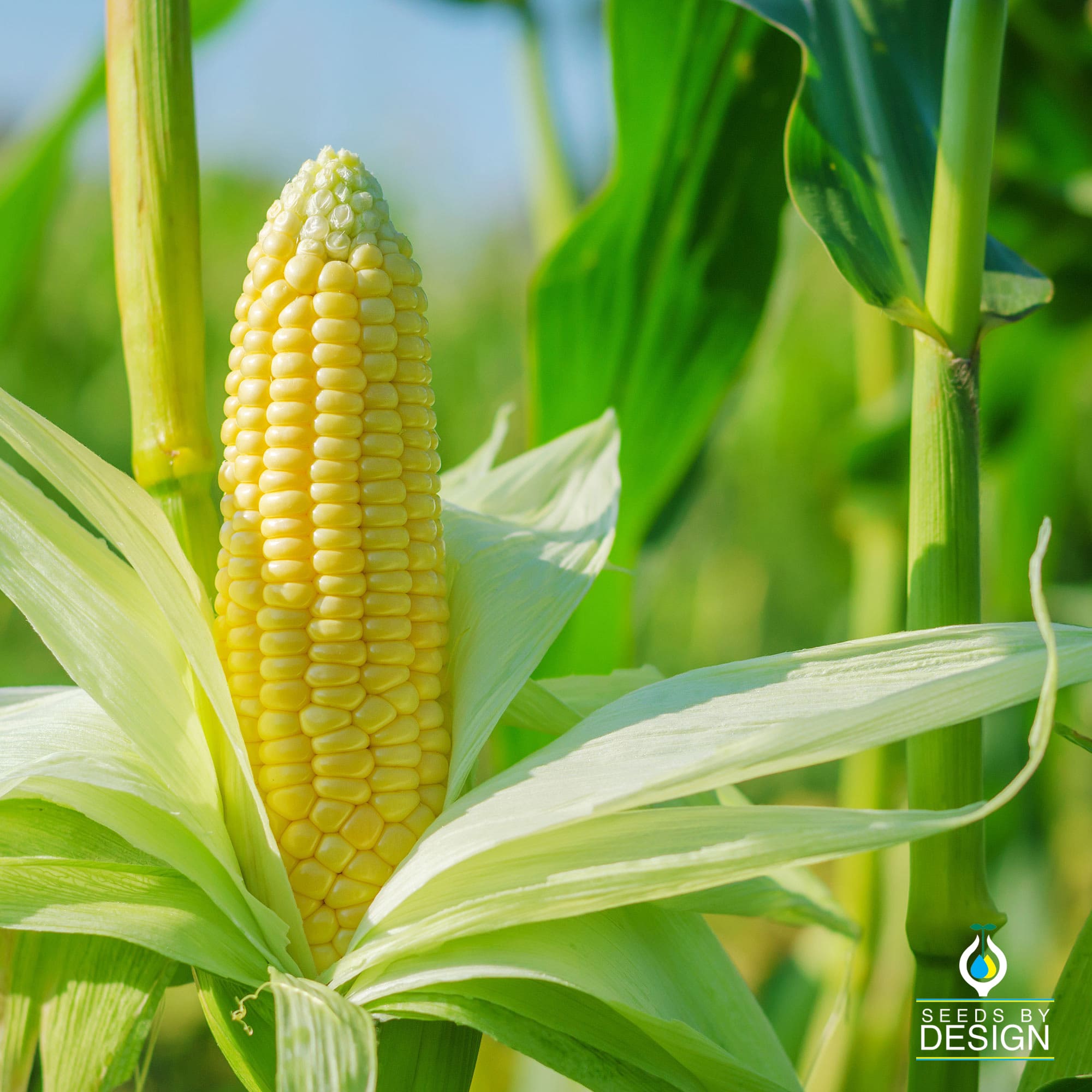 Corn Seeds – SeedsbyDesign.com