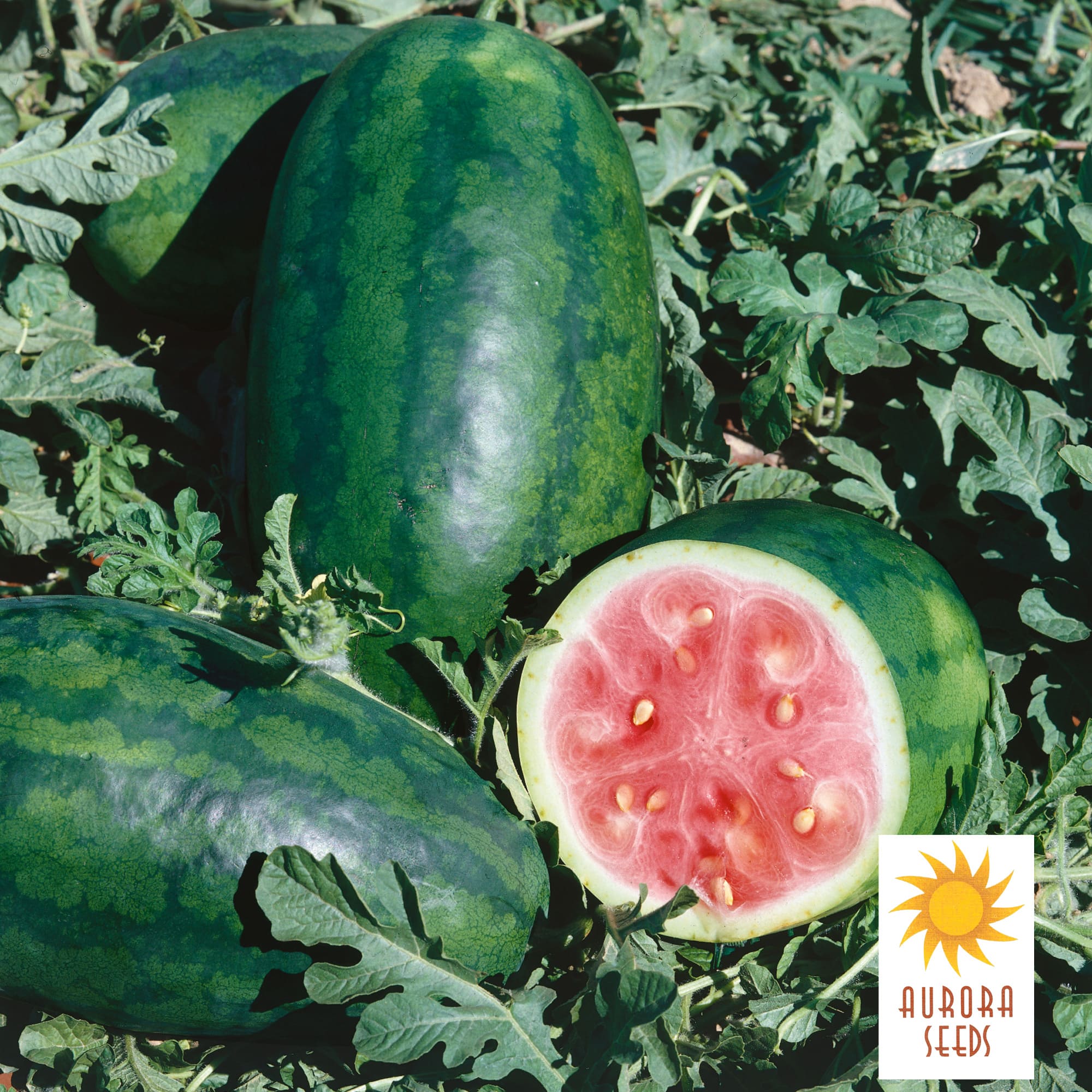 Watermelon - African Giant (Holistic) – SeedsbyDesign.com
